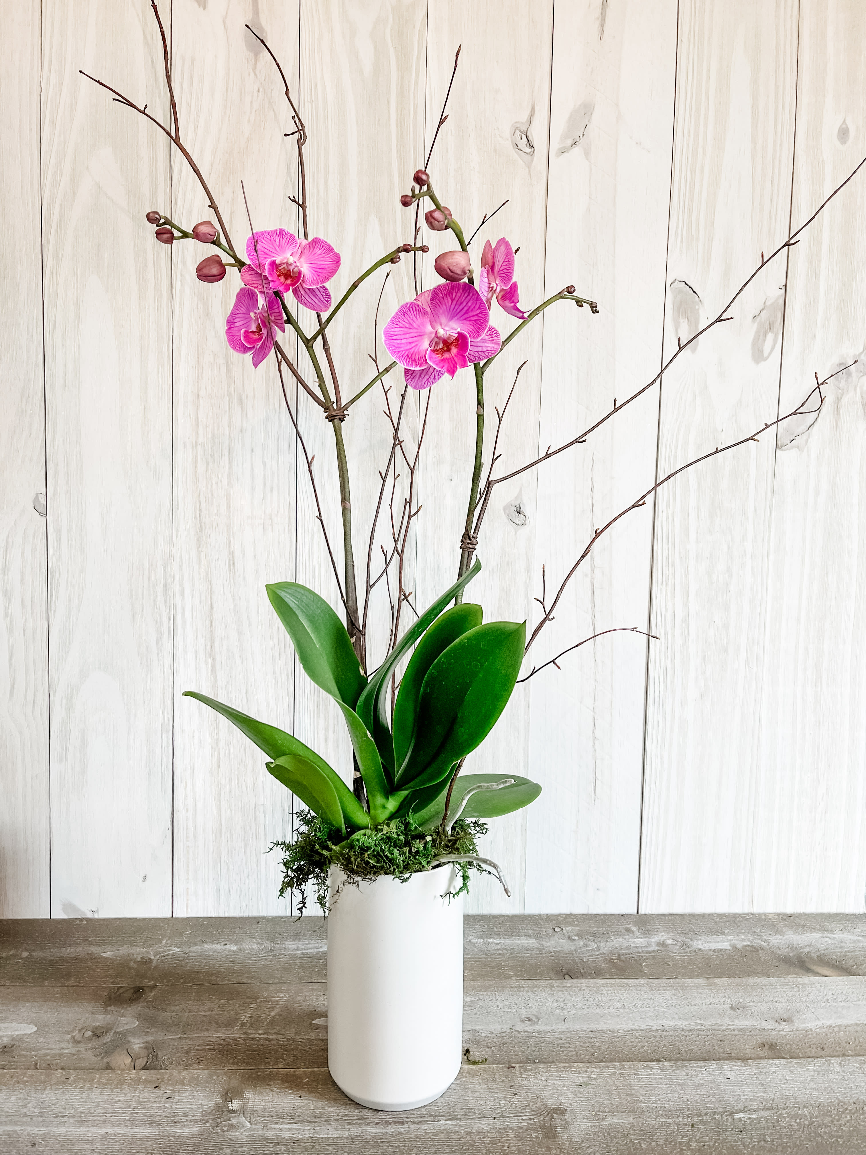 Pink orchid (Containers and shade will vary) Flower Delivery Greenville ...