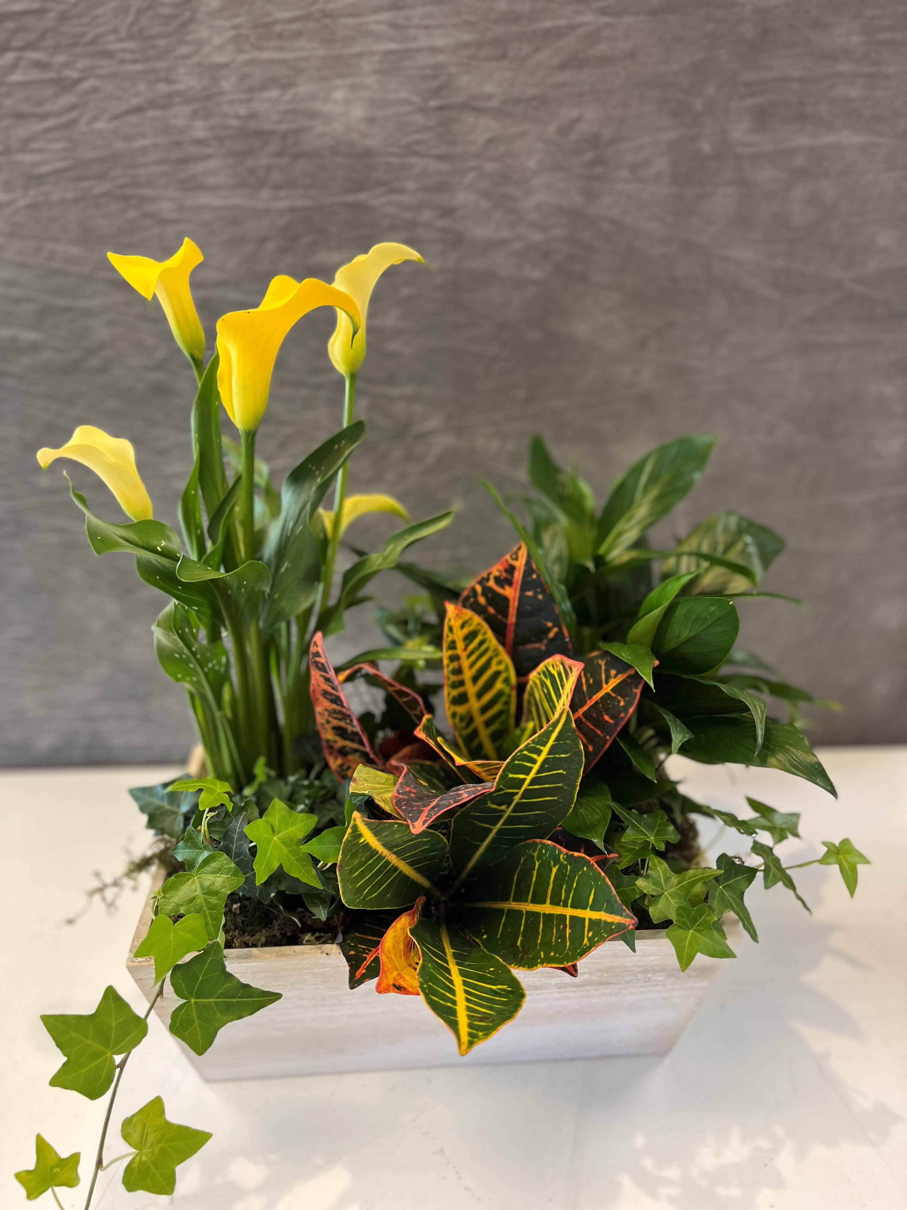 Yellow Calla Sympathy Planter Flower Delivery NorthCanton OH - Seifert ...