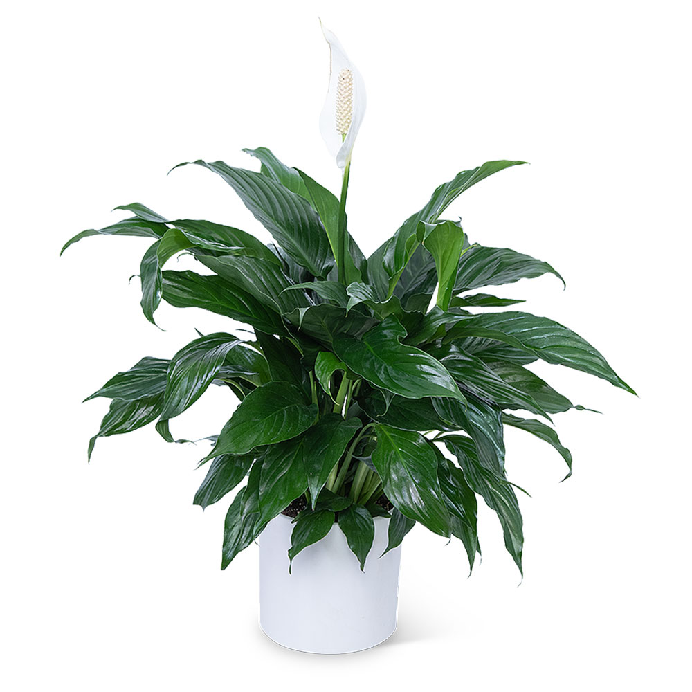 Peace Lily Plant Flower Delivery Joplin MO - Higdon Florist