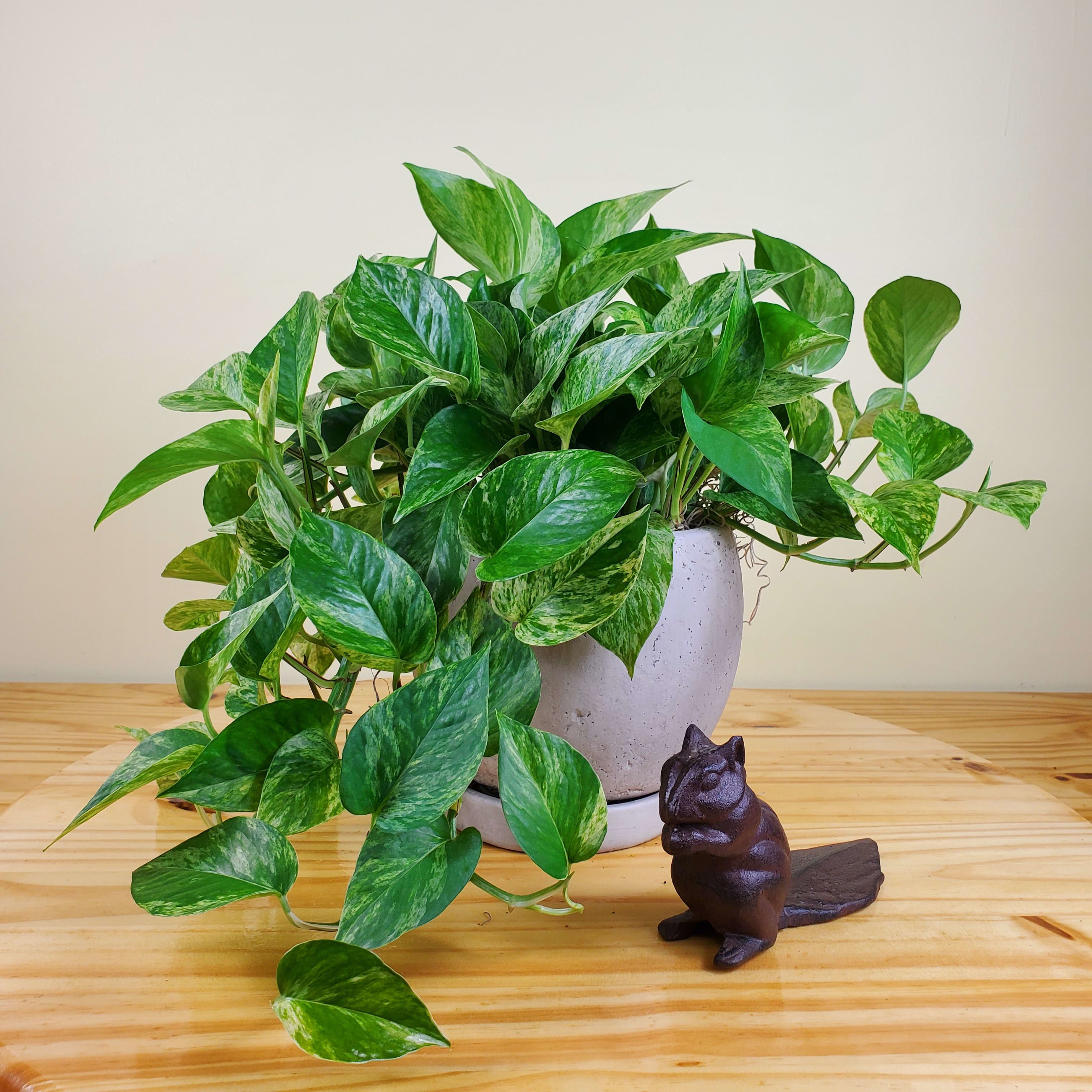 Pothos in Appleton, WI | Evergreen Florist