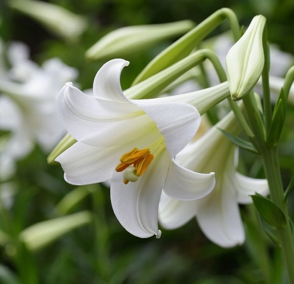 Easter Lily Plant in Tulsa, OK | Mrs. DeHaven's Flower Shop