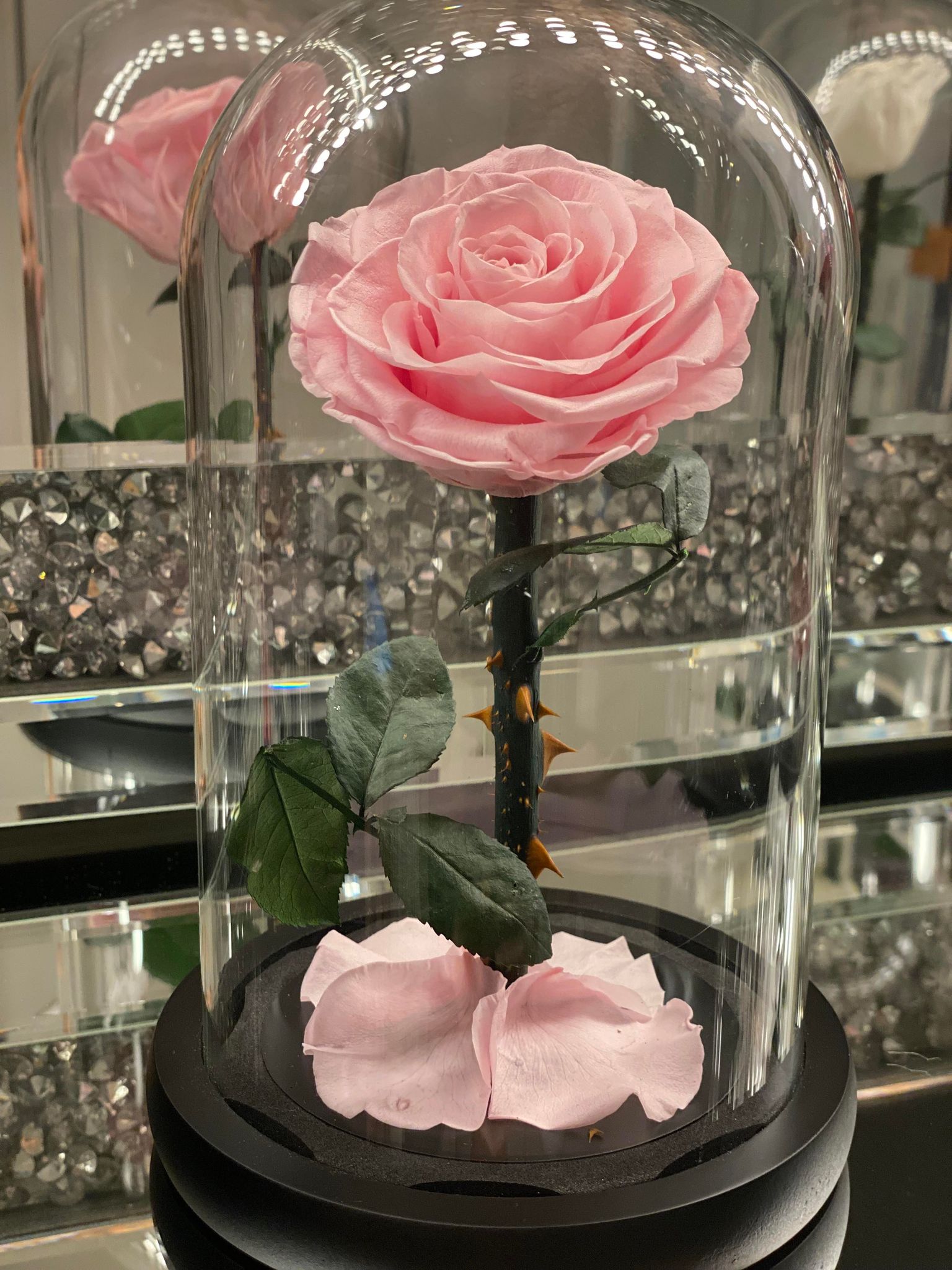 Pink Rose Dome - Send to Bridgeport, CT Today!