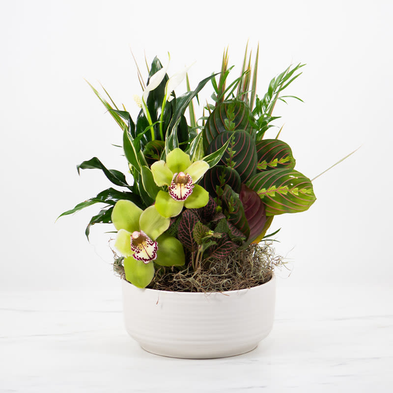 Dish Garden - Matlack Florist