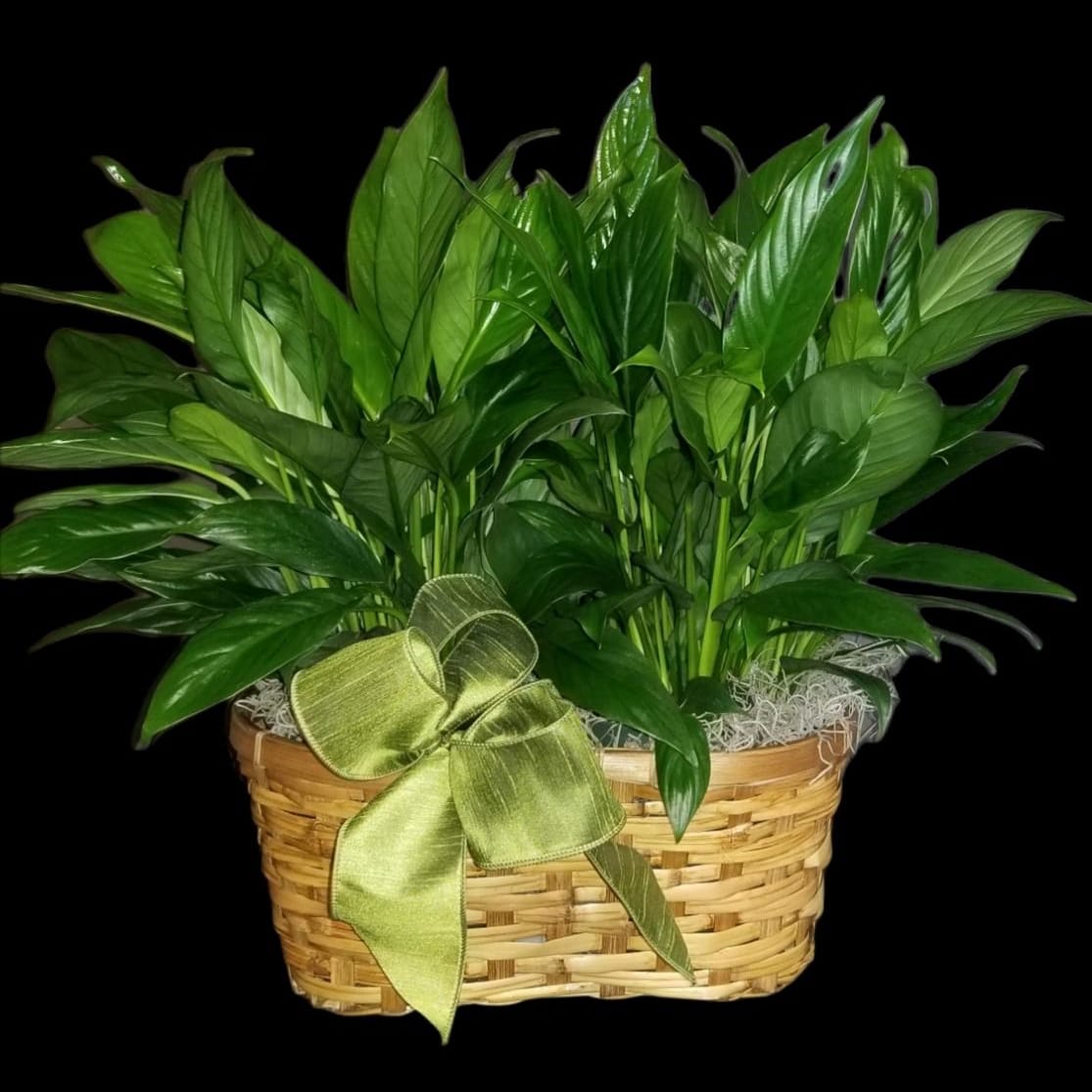 Spring Hill Florist | Flower Delivery Spring Hill TN by Wild Root ...