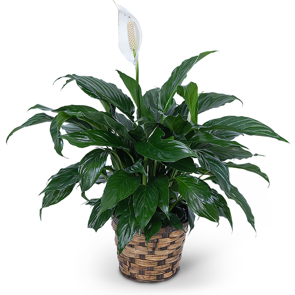 Peace Lily Plant Flower Delivery Madison TN - Miller's Florist