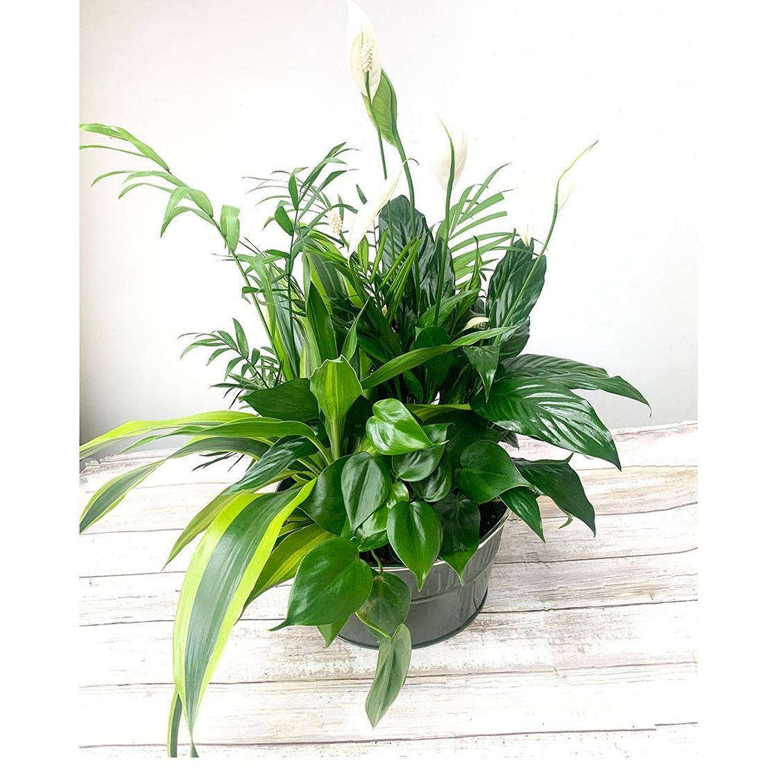 Small Sunny Dishgarden