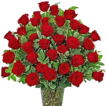 Three Dozen Red Roses Flower Delivery Collierville TN - A Perfect Bloom ...