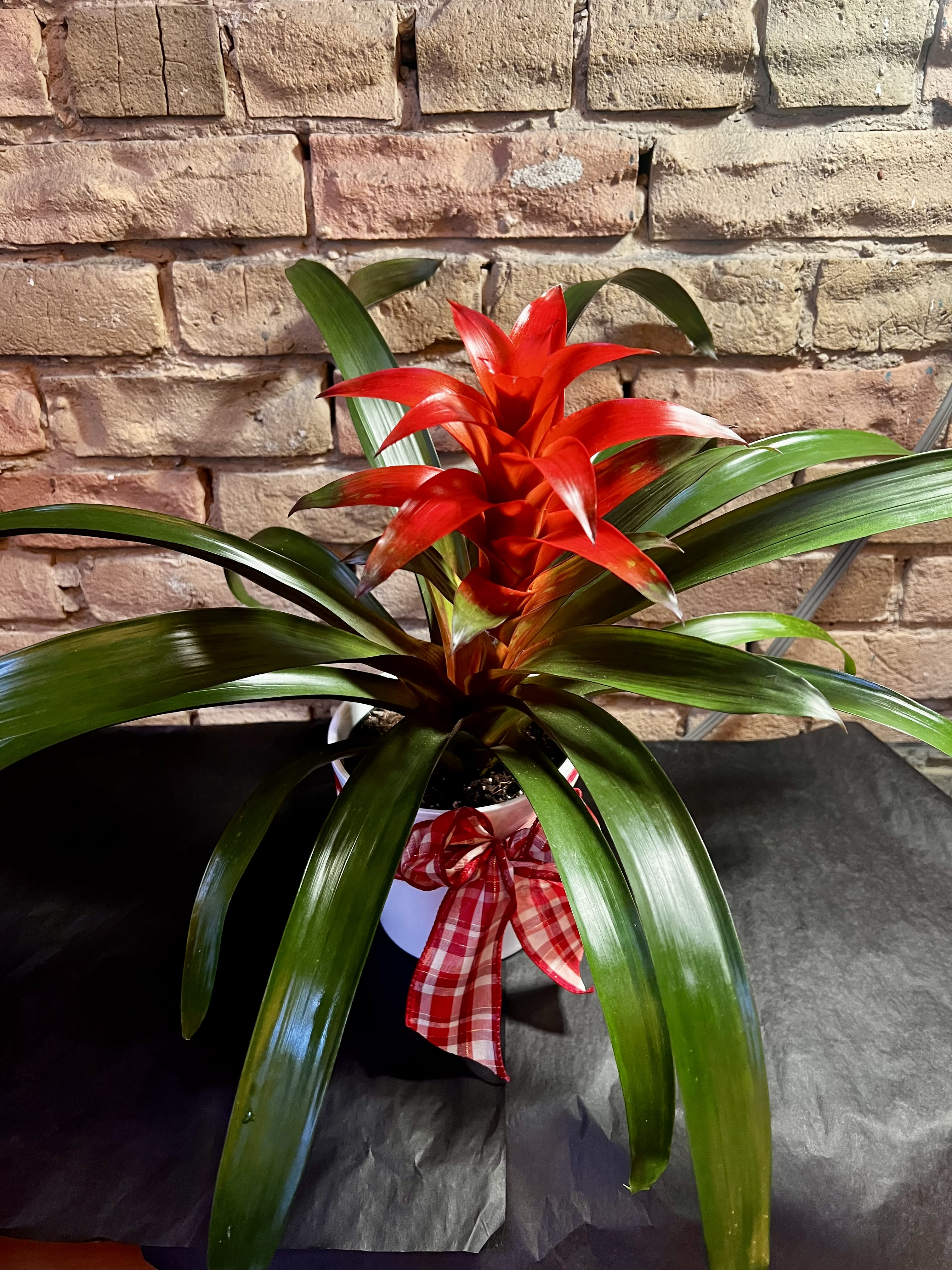 Bromeliad in a Ceramic Pot Flower Delivery Toronto ON - King West Flowers