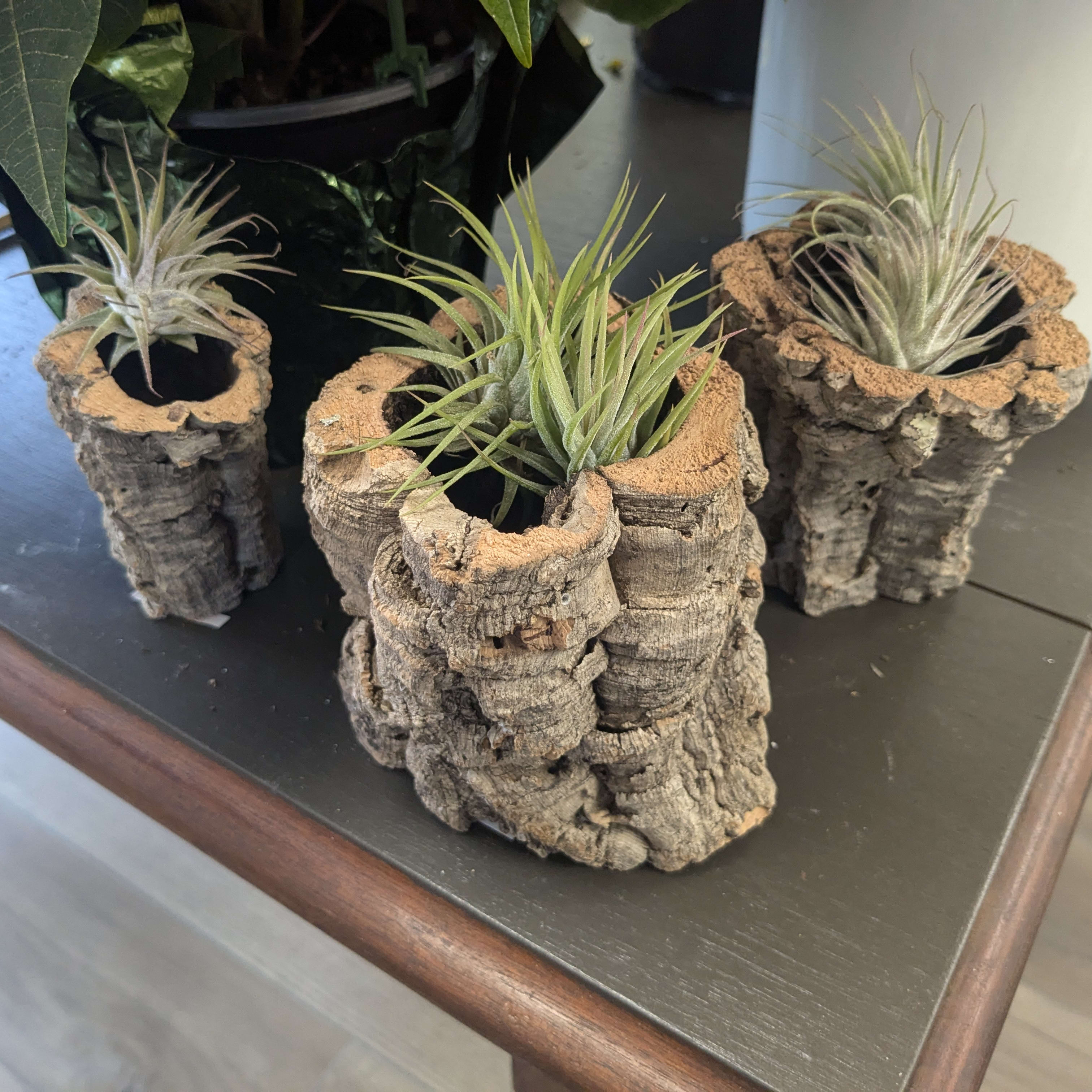 Natural Cork Bark Planters (Various Sizes) Flower Delivery Macomb IL ...