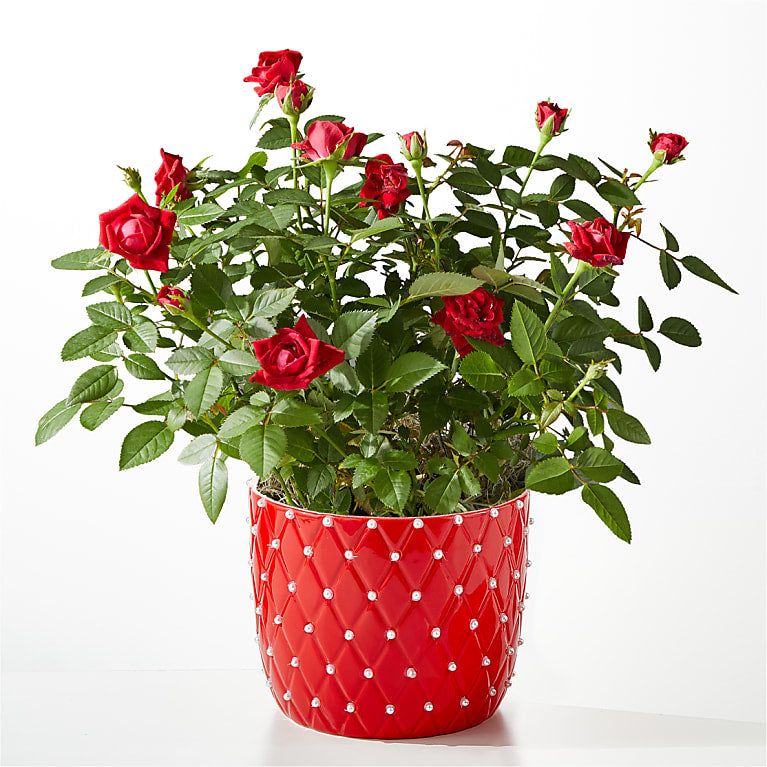 Pearl Kiss Red Mini Rose