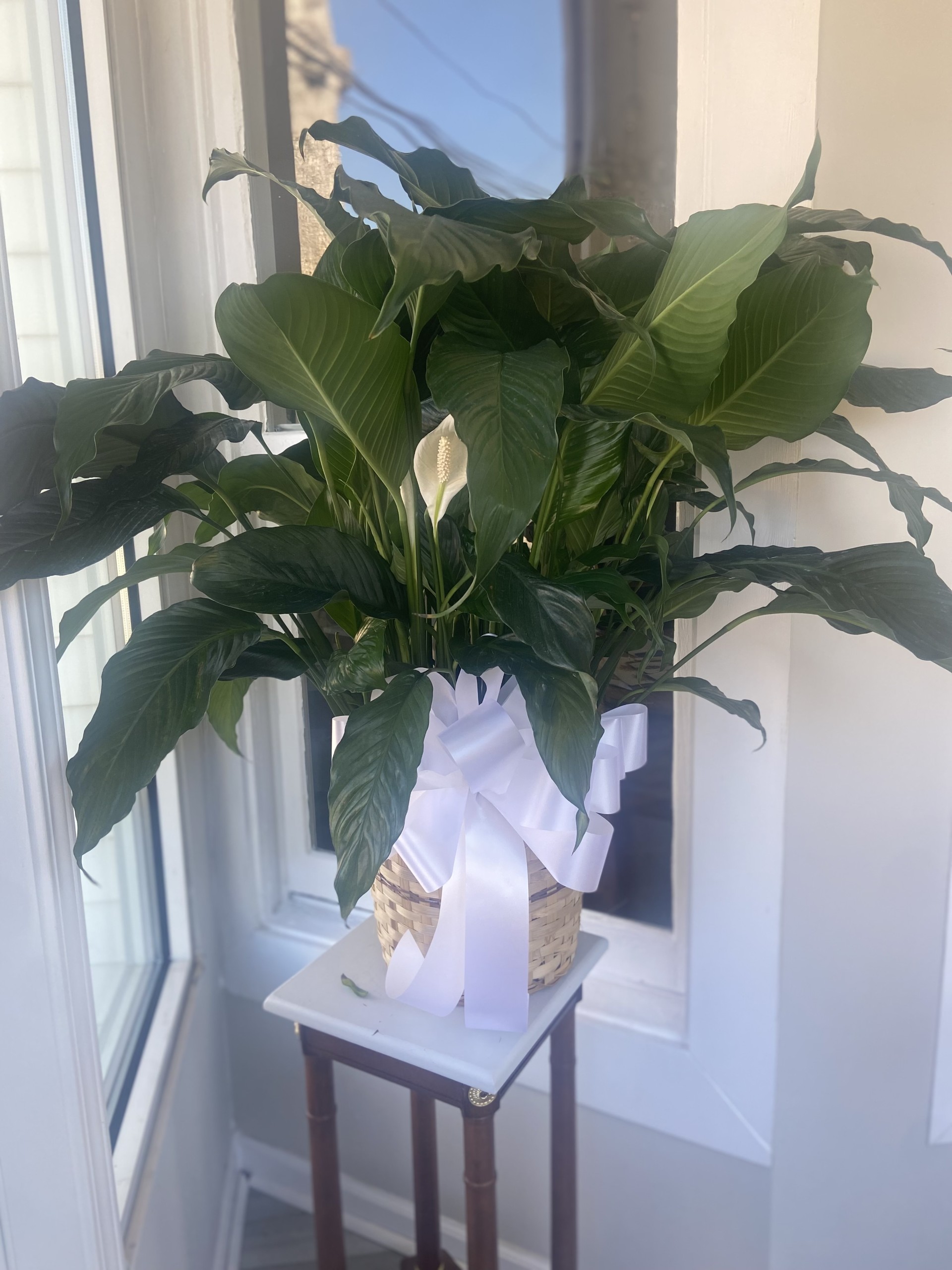 Large Peace Lily Flower Delivery Canton GA - Fowler's Florist and Gifts ...