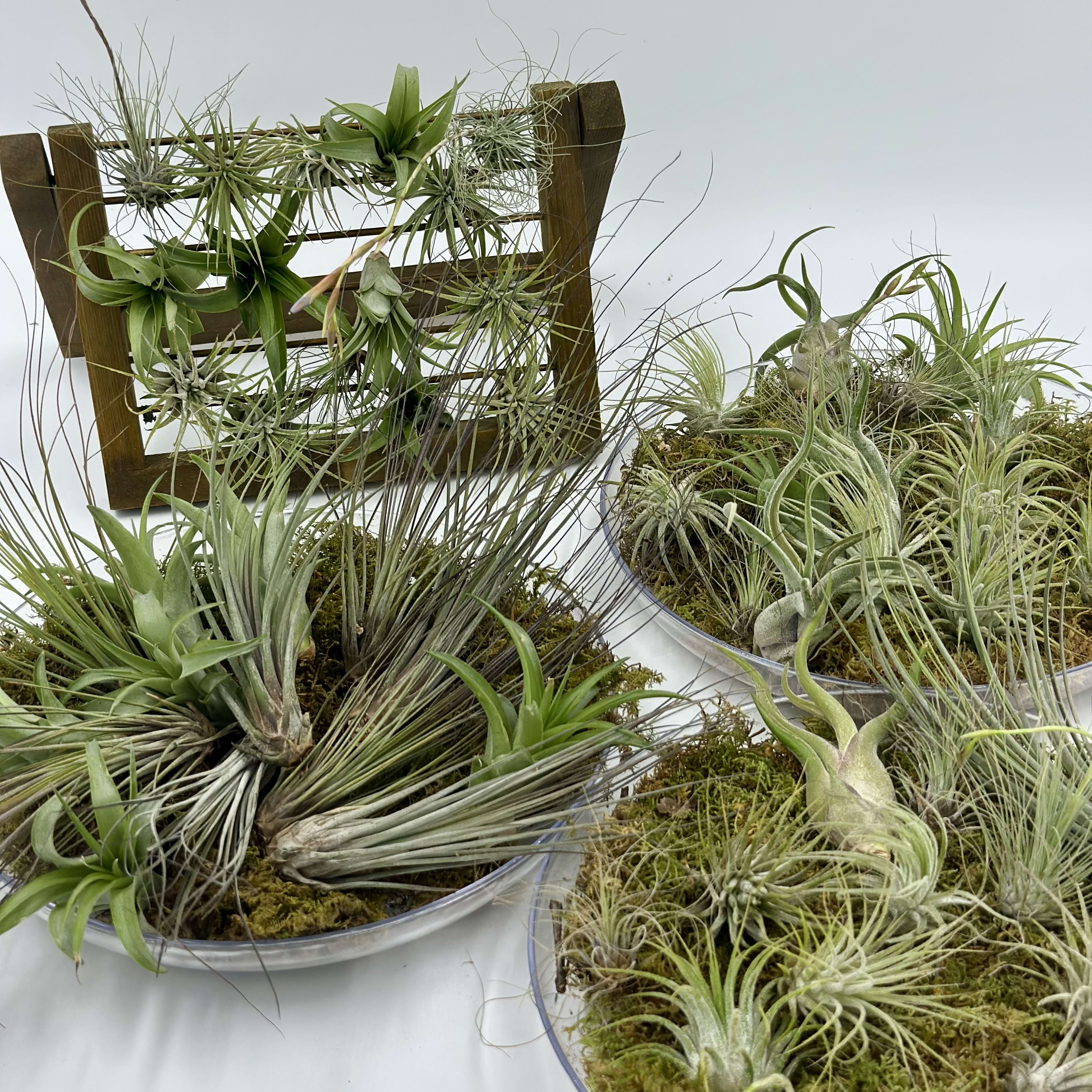 Air Plant Assortment Flower Delivery Ottawa ON - Alta Vista Flowers