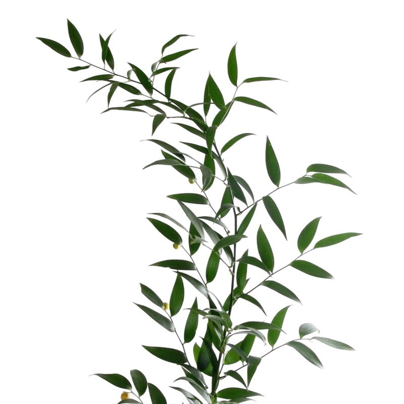 Loose Stem Italian Ruscus Flower Delivery Glendale AZ - Elite Flowers ...