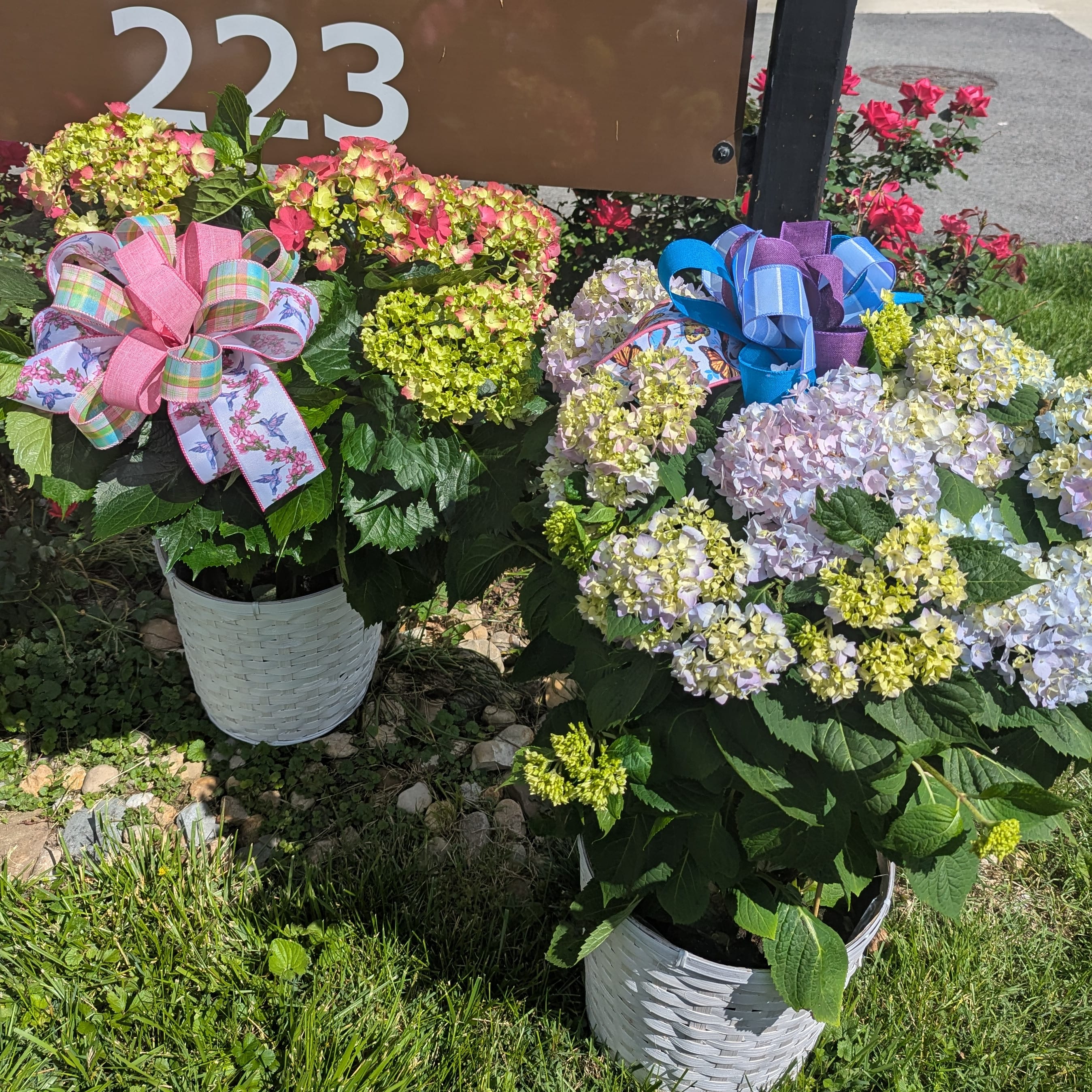 Assorted Hydrangeas Flower Delivery Elizabethtown KY - Rosey Posey