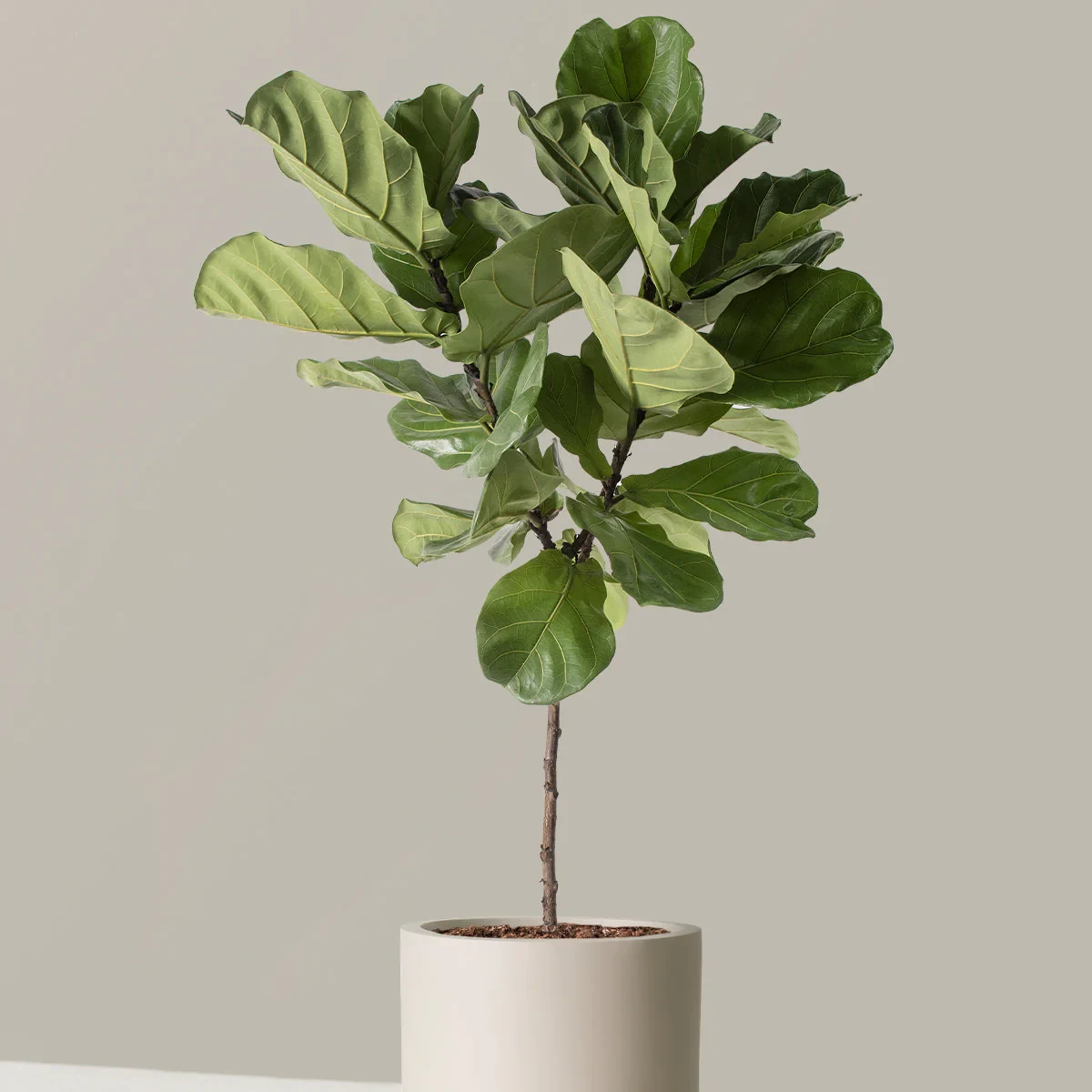 Fiddle Leaf Fig Flower Delivery Wake Forest NC - Heritage Flowers