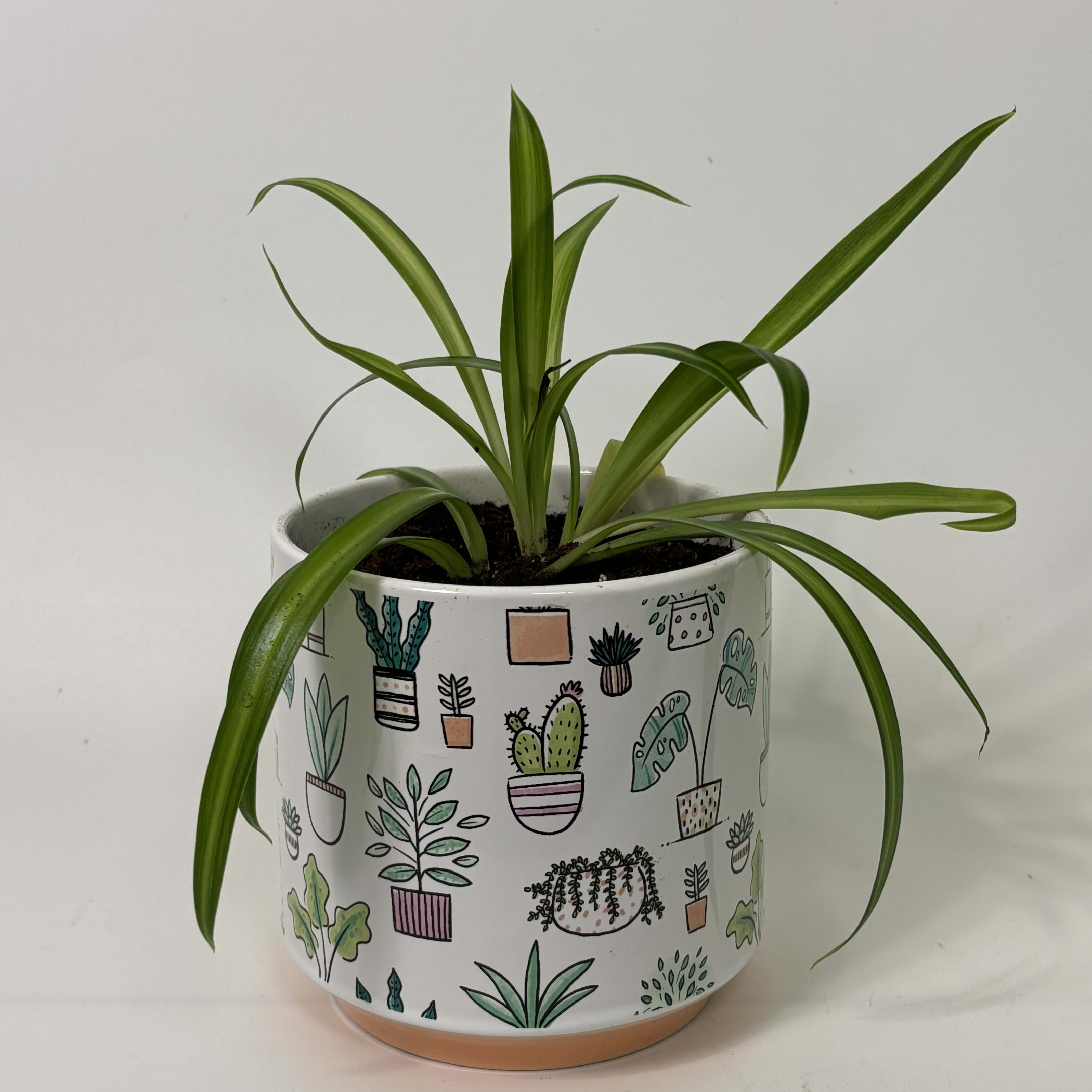 Spider Plant Flower Delivery Lynchburg VA - Bloom by Doyles