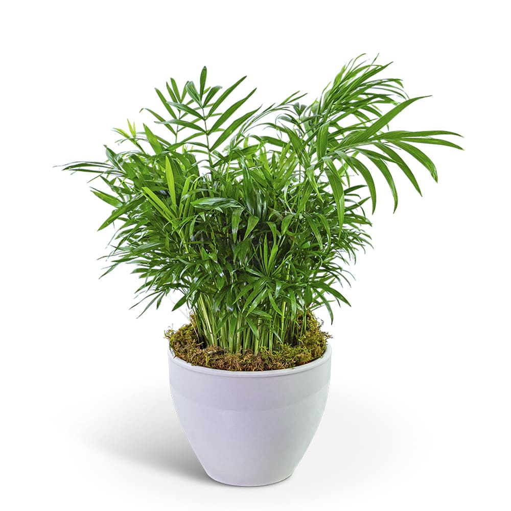 Palm Plant in Ceramic Flower Delivery Marquette MI - Lutey’s Flower Shop