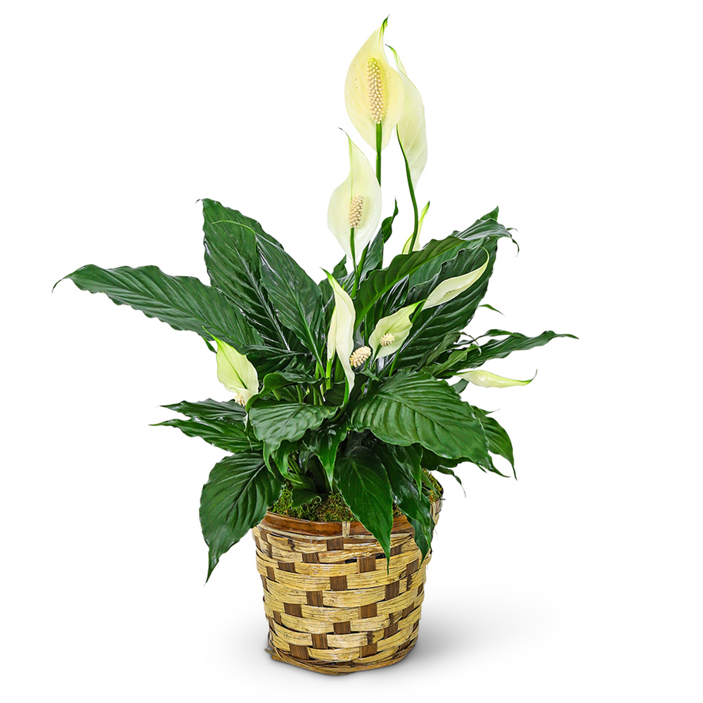 Tranquility Peace Lily Plant Flower Delivery Philadelphia PA - Sally’s ...