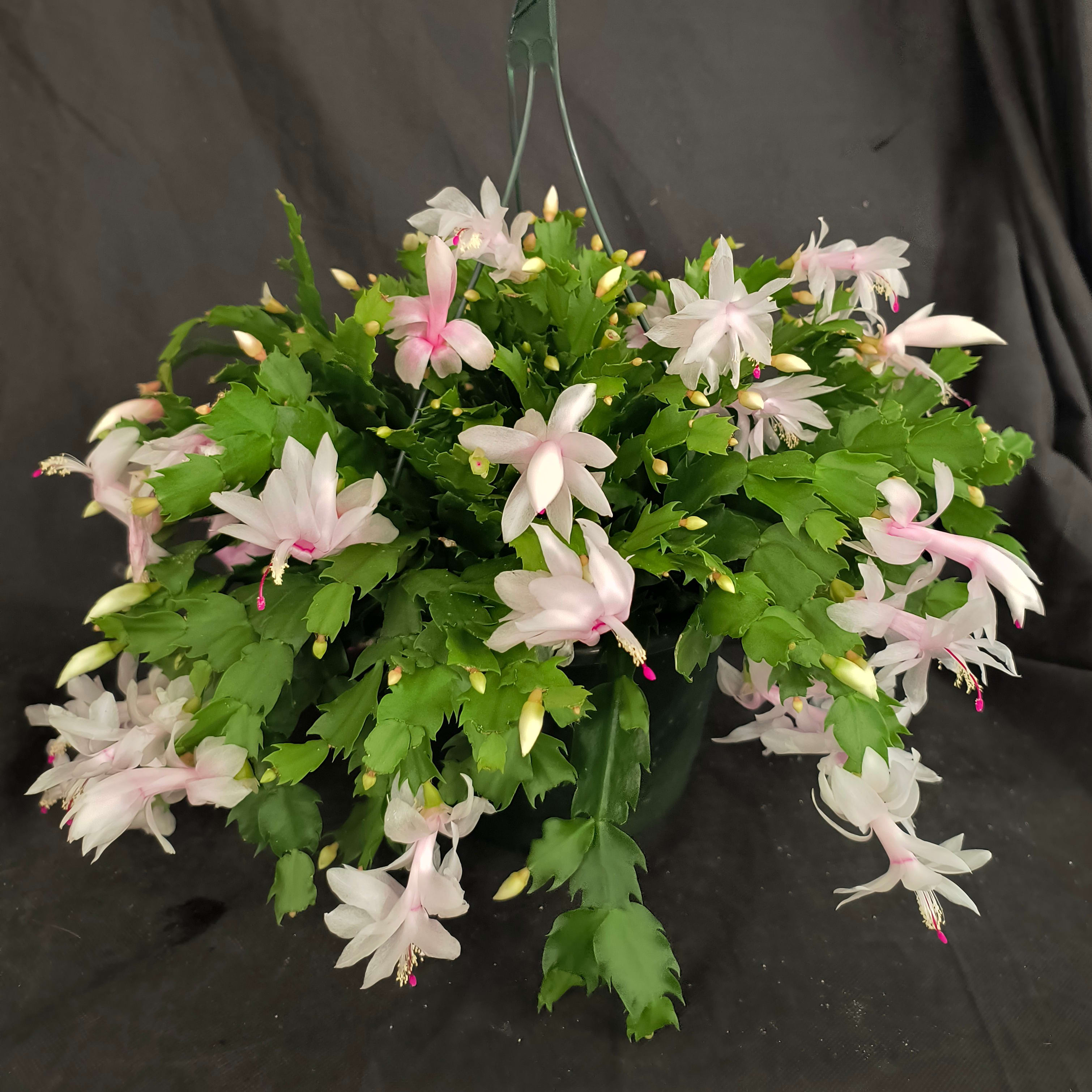 Christmas Cactus Flower Delivery Chattanooga TN - Chattanooga Florist