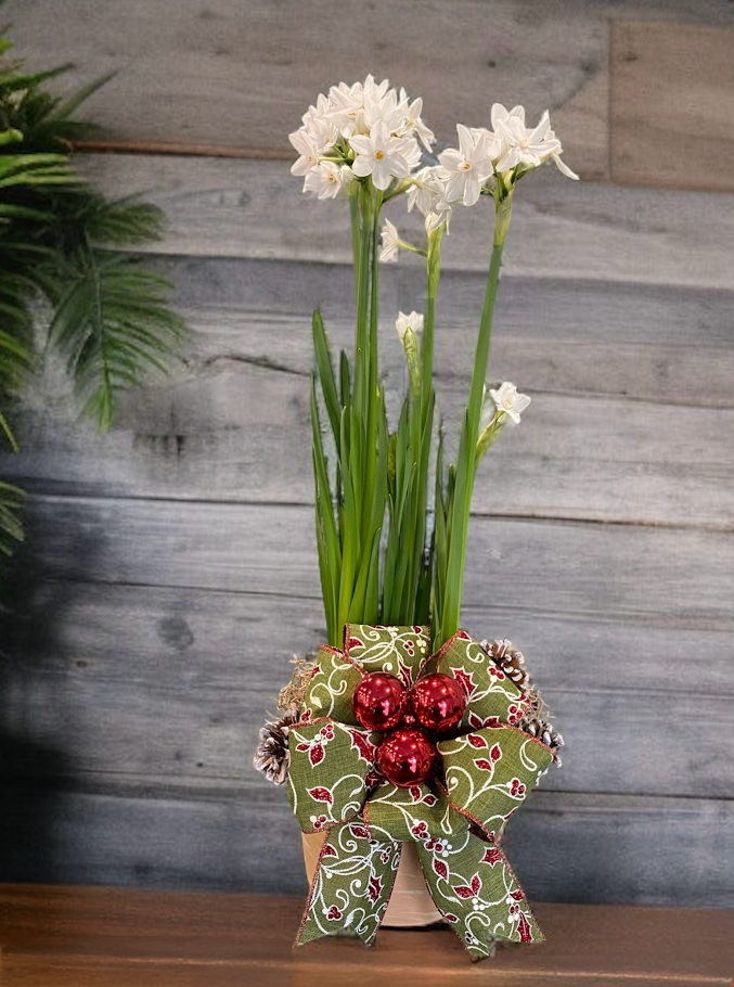 Paperwhite Plant Flower Delivery Newport RI - The Waters Edge Flowers