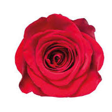Roses Flower Delivery Haines City FL - Haines City Flowers Wholesale