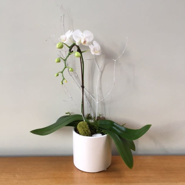 Small Single White Orchid Flower Delivery Victoria BC - Poppies Floral Art