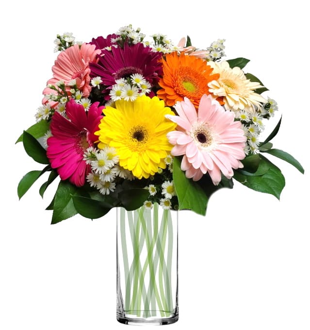 Fiesta Gerbs - 9 Vibrant Gerbera Daisy Arrangement | My Floral Shop
