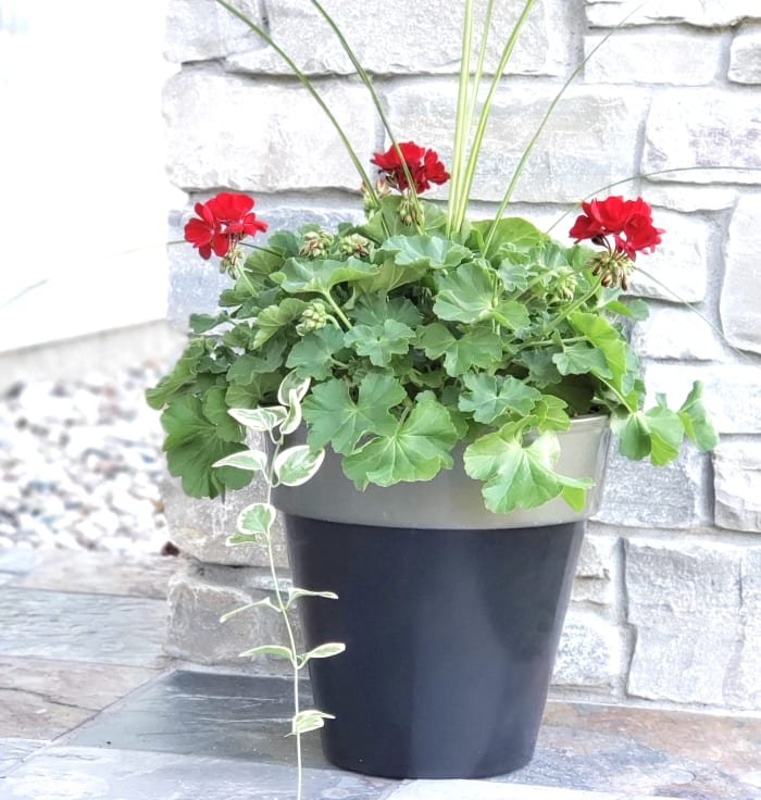 Outdoor Geranium Planter Flower Delivery Cambridge MN - Cambridge ...