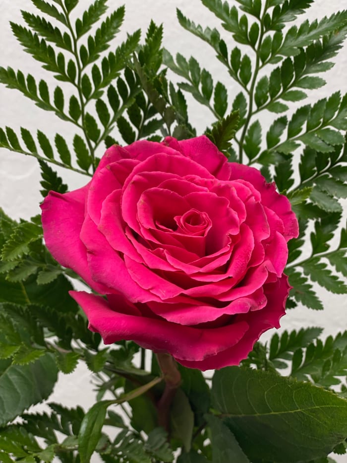 Valentine's Dozen Roses Flower Delivery Stillwater OK - Garden Party ...