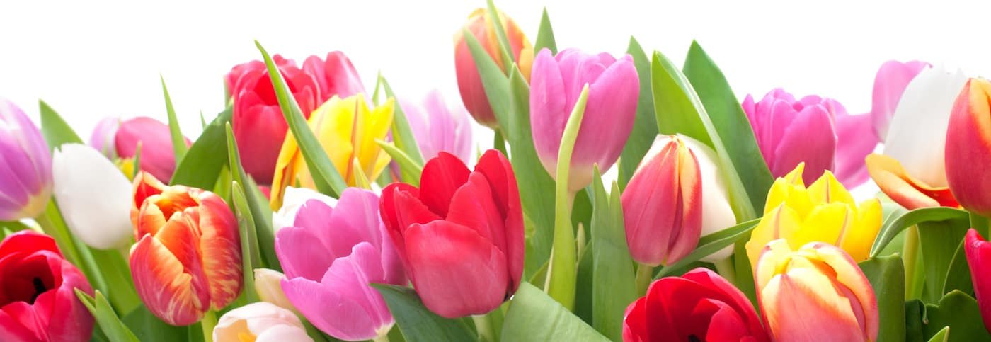 Flowerama St. Paul | Local Florist | Saint Paul, MN