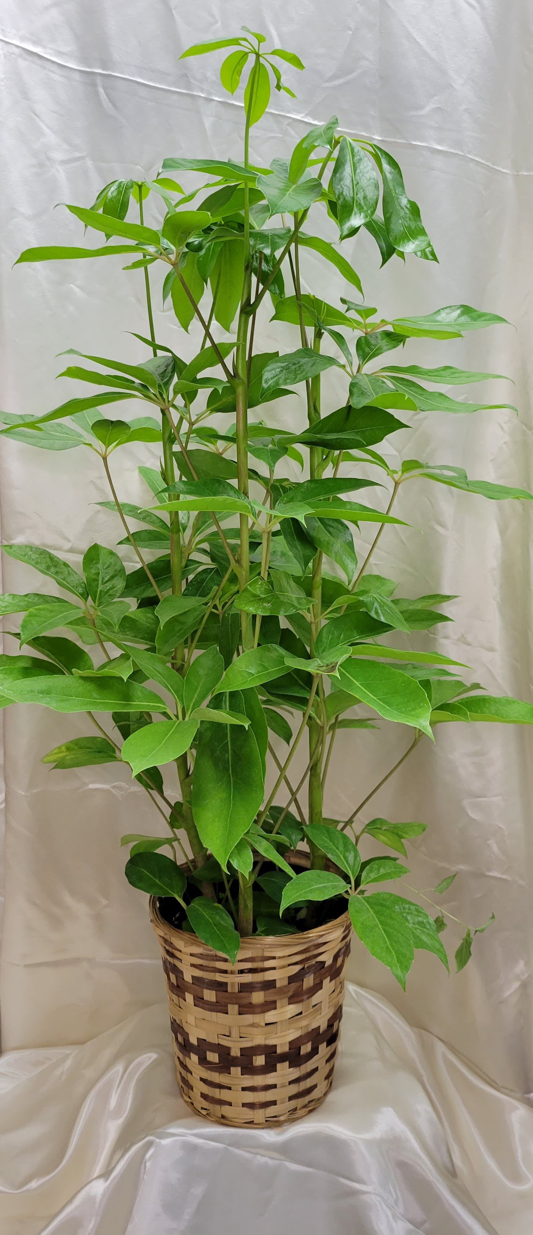 Mobile Florist - Flower Delivery by Cleveland the Florist