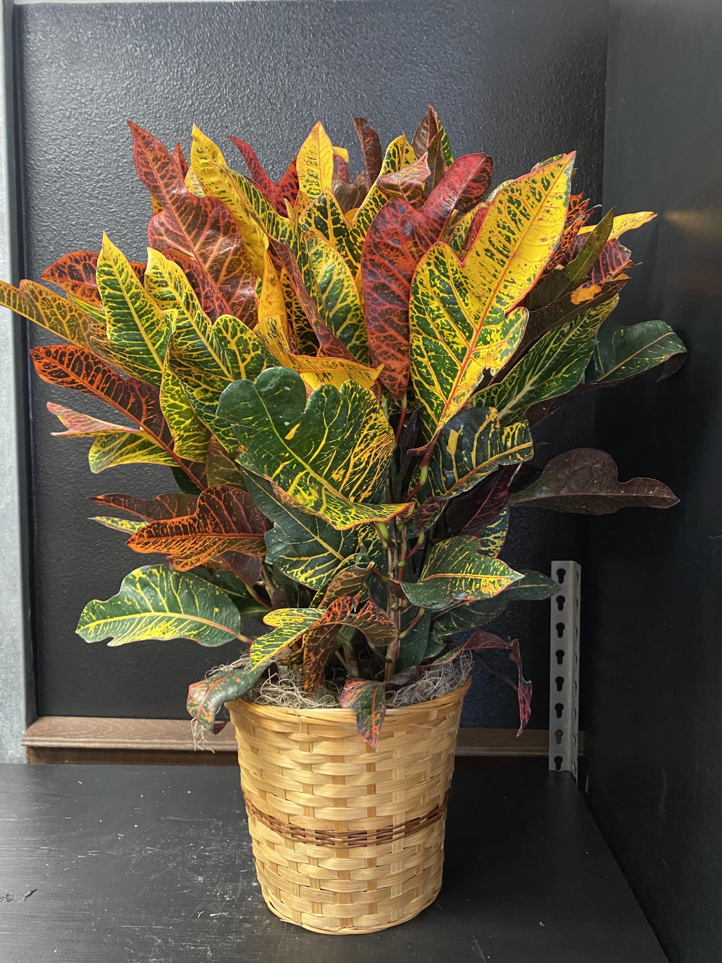 Green Plants Flower Delivery Dickinson TX - Crowder-Deats Flowers & Gifts