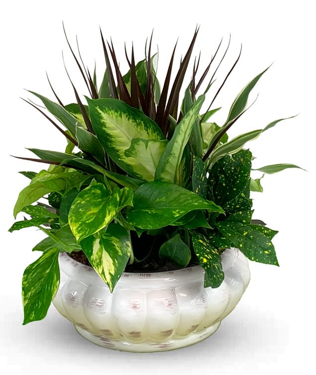 Decatur GA Florist | Flower Delivery in Decatur GA by Fairview Flower Shop