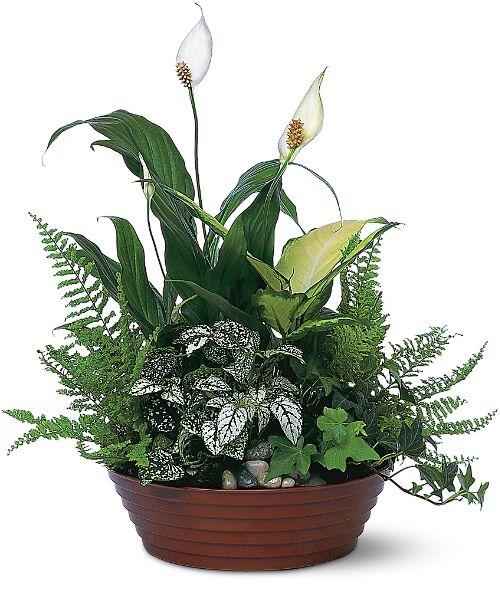 Get well speedy recovery Flower Delivery Middleborough MA - Reynolds ...