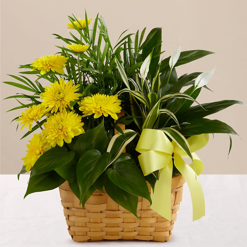 Plants & Dish gardens Flower Delivery Chattanooga TN - Chattanooga Florist