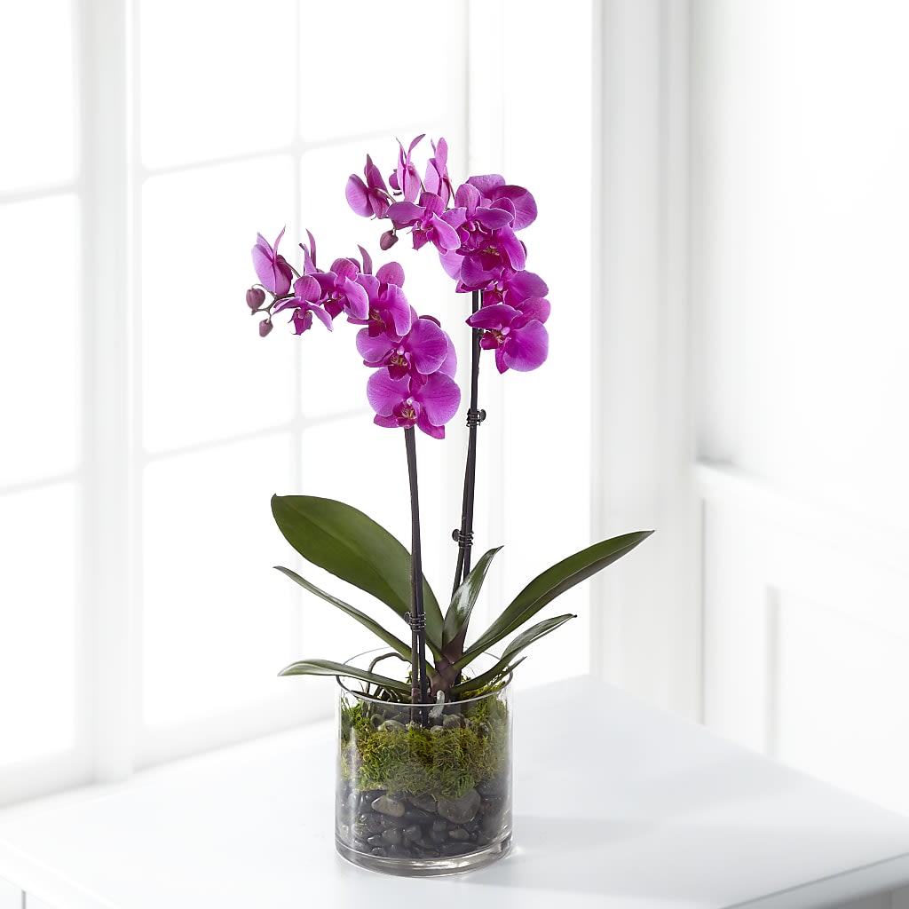 Plants Flower Delivery Chattanooga TN - Chattanooga Florist