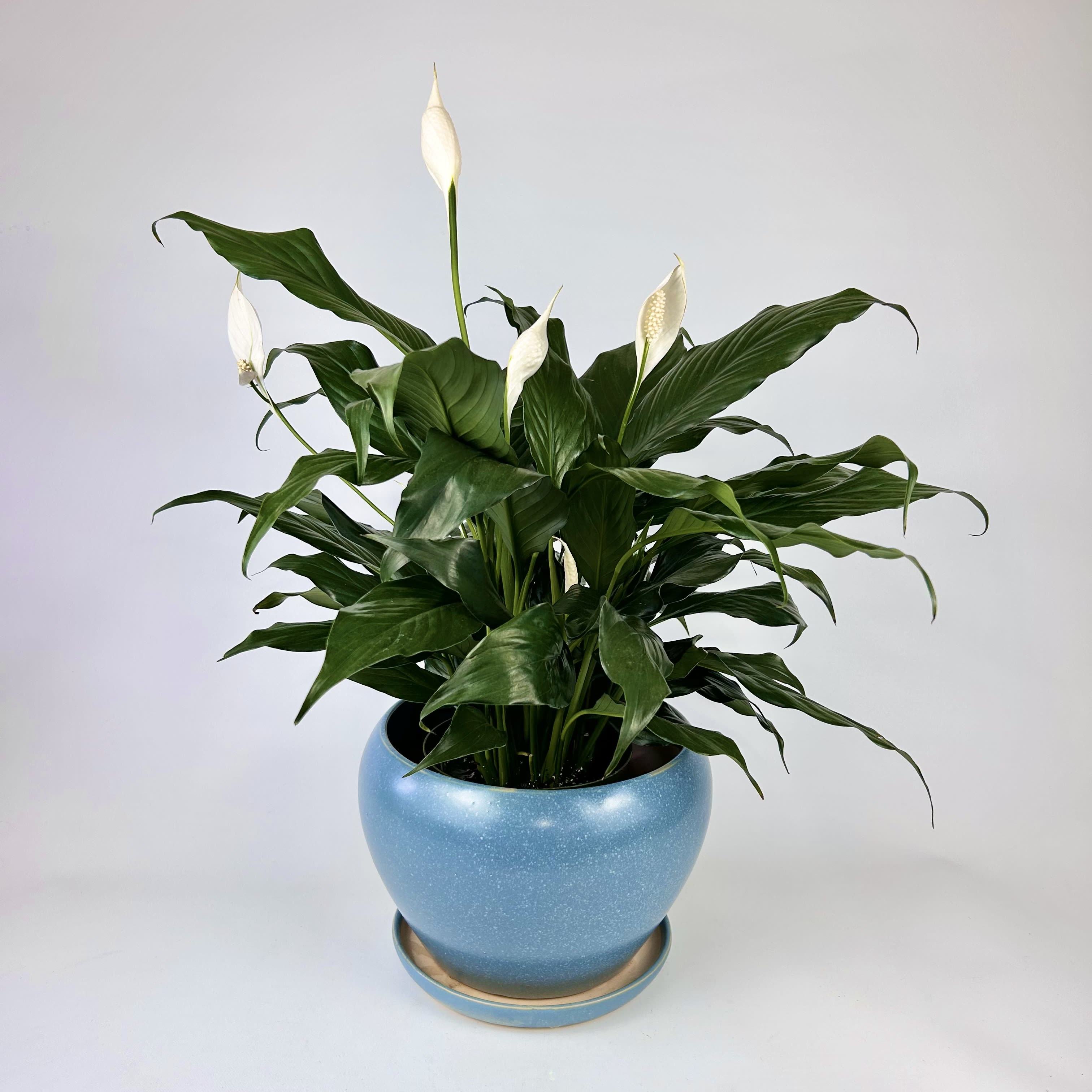 Closter Florist | Fresh Flower Delivery Closter NJ by Closter Flowers