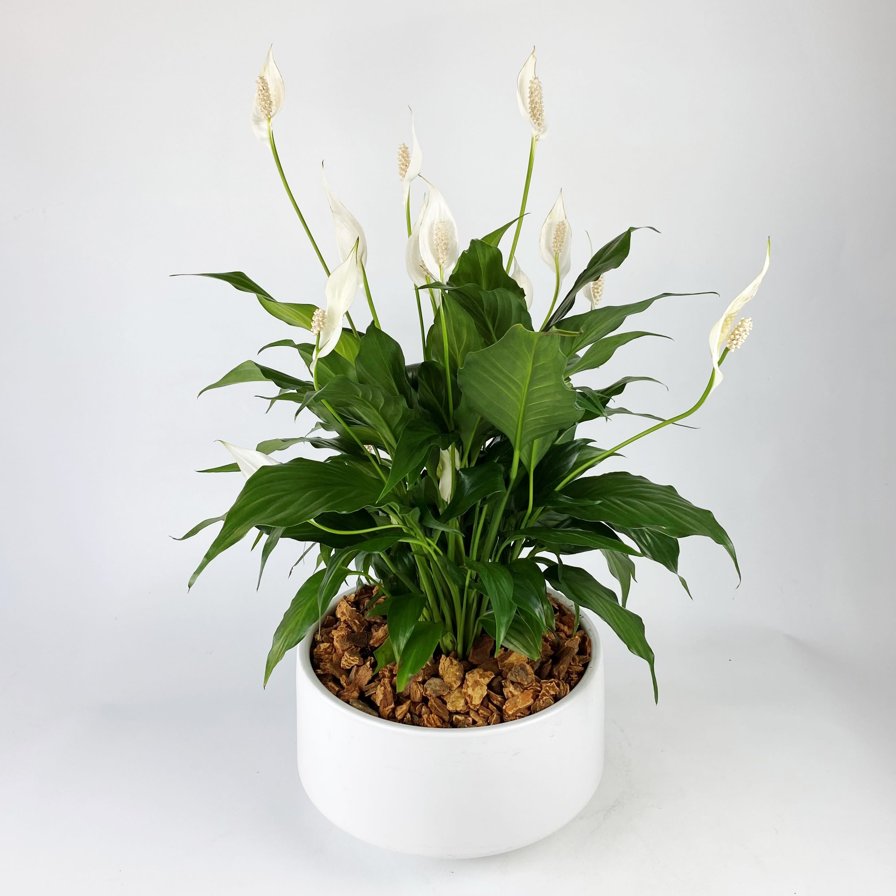 Closter Florist | Fresh Flower Delivery Closter NJ by Closter Flowers