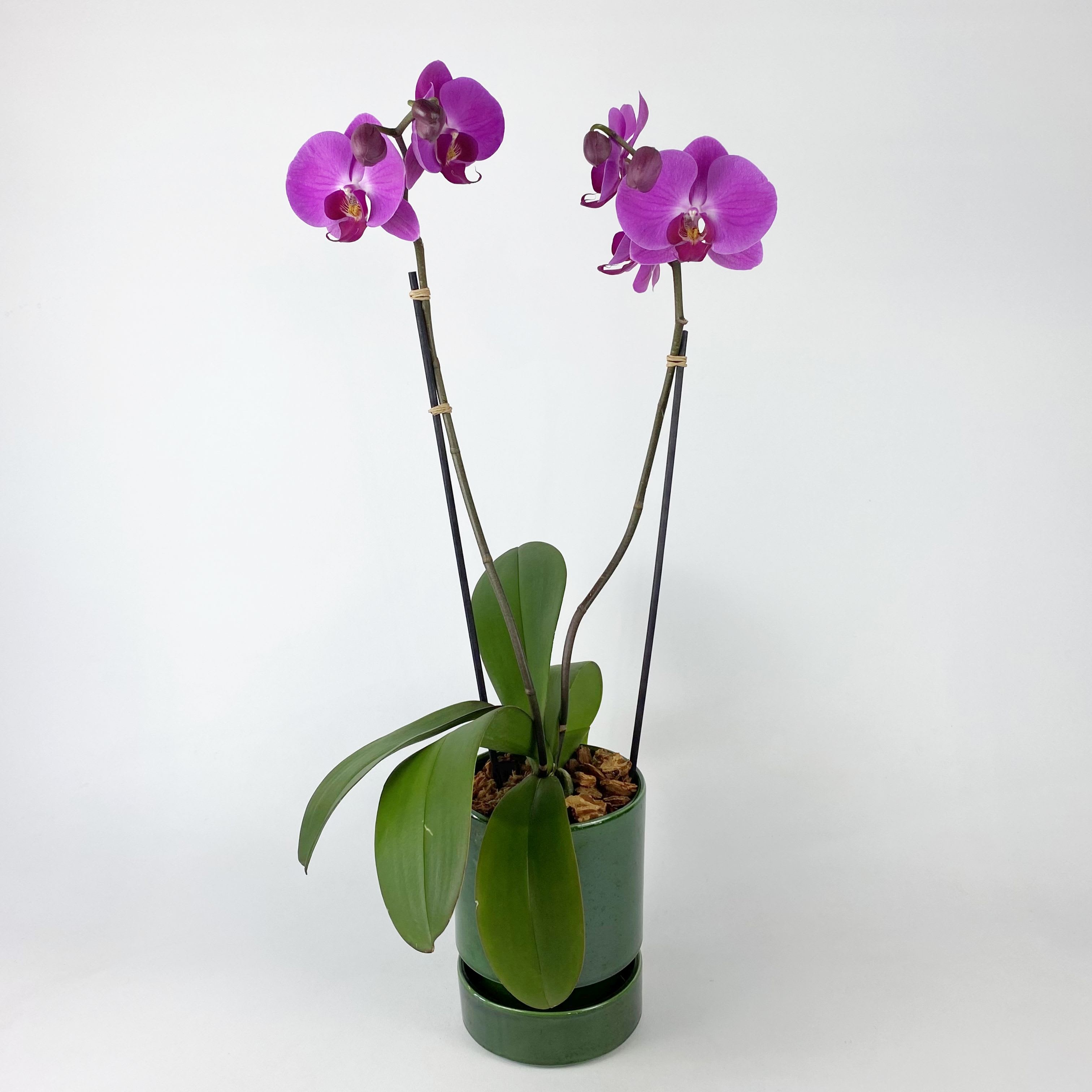 Closter Florist | Fresh Flower Delivery Closter NJ by Closter Flowers