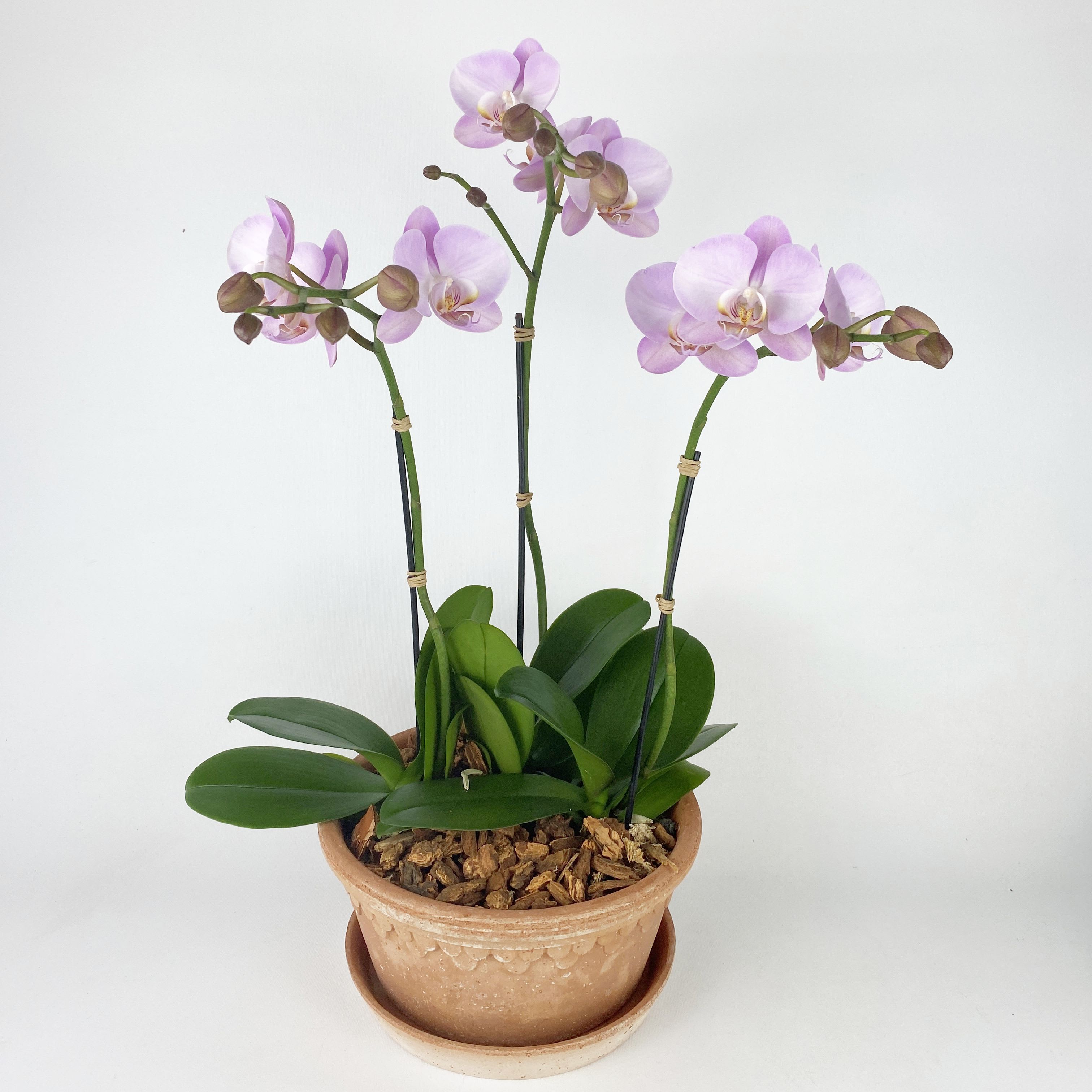 Closter Florist | Fresh Flower Delivery Closter NJ by Closter Flowers