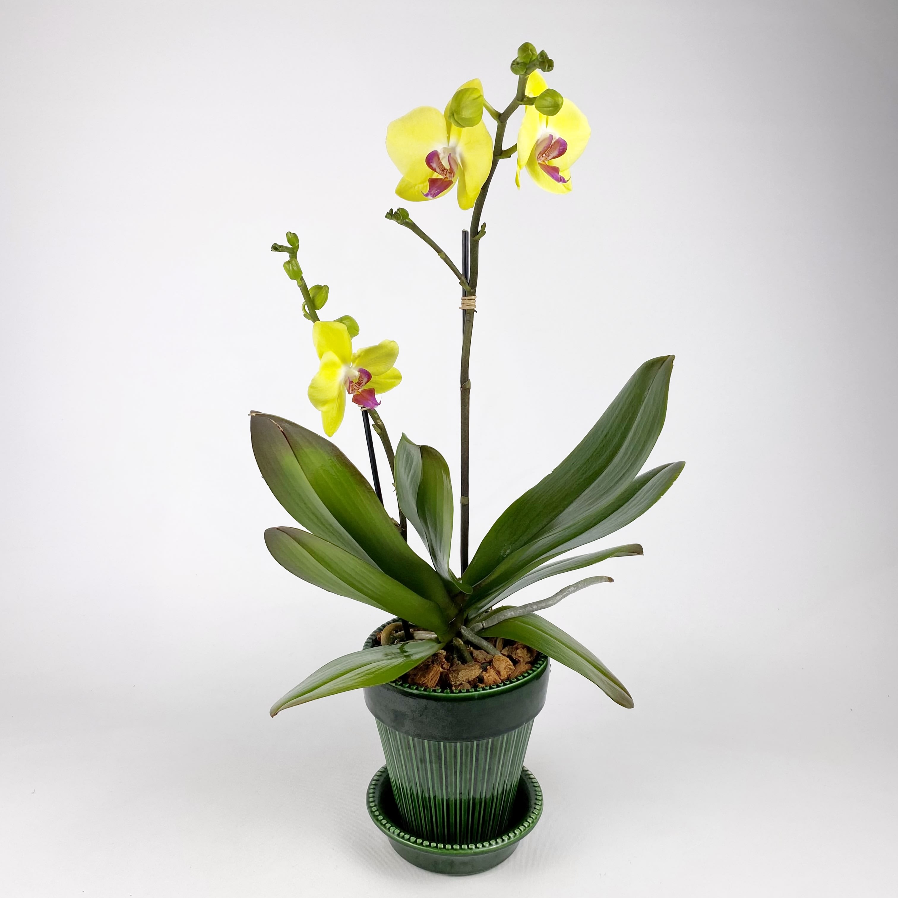 Closter Florist | Fresh Flower Delivery Closter NJ by Closter Flowers