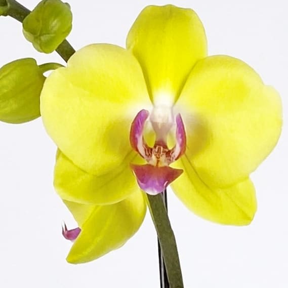 Closter Florist | Fresh Flower Delivery Closter NJ by Closter Flowers