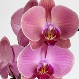 Closter Florist | Fresh Flower Delivery Closter NJ by Closter Flowers