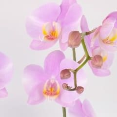 Closter Florist | Fresh Flower Delivery Closter NJ by Closter Flowers