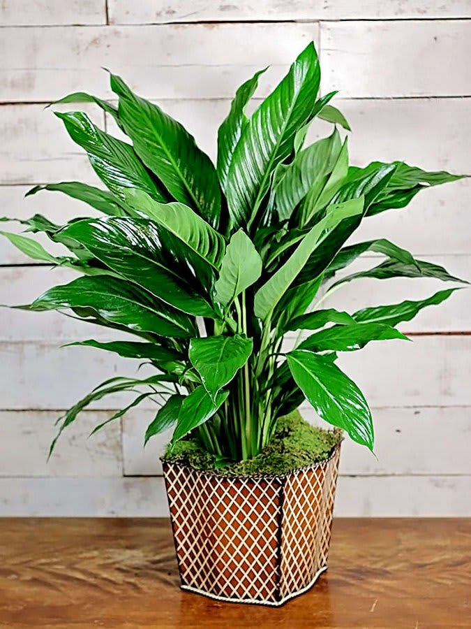 Jenks OK Plants Delivery | Rathbone's Flair Flowers