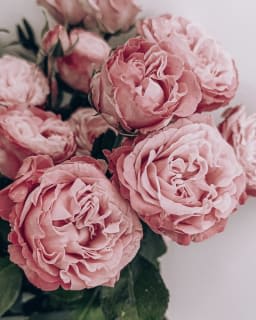 Blume Haus Floral Designs