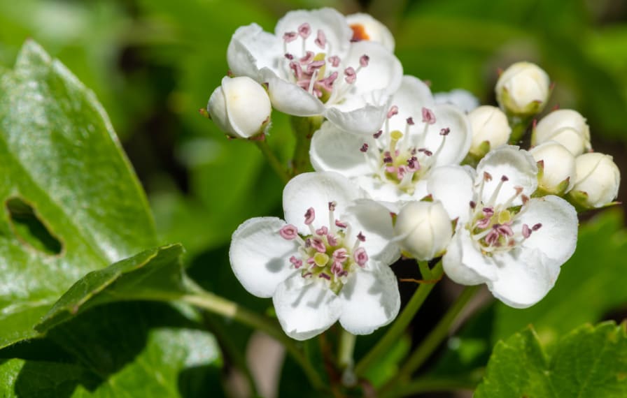 mayflower flower color