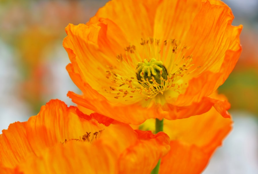 what does orange flowers represent