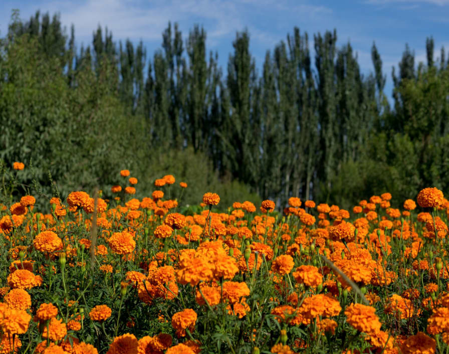 marigold flower description