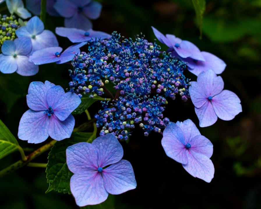 what do blue hydrangeas represent